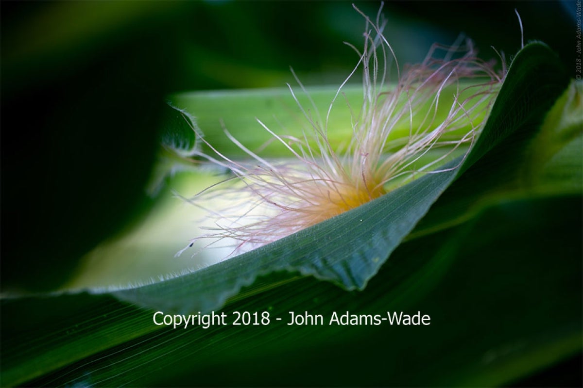 June 2025 QA Event Test II | Harvard Alumni